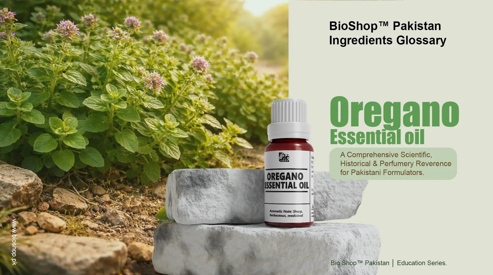 Oregano Essential Oil Guide | Chemistry & Uses – BioShop™ Pakistan